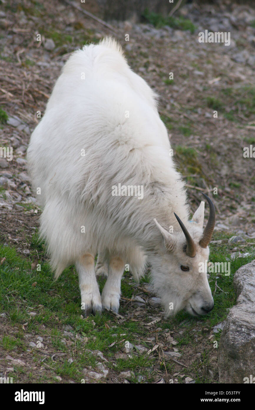 Mountain goat goatee hi-res stock photography and images - Alamy
