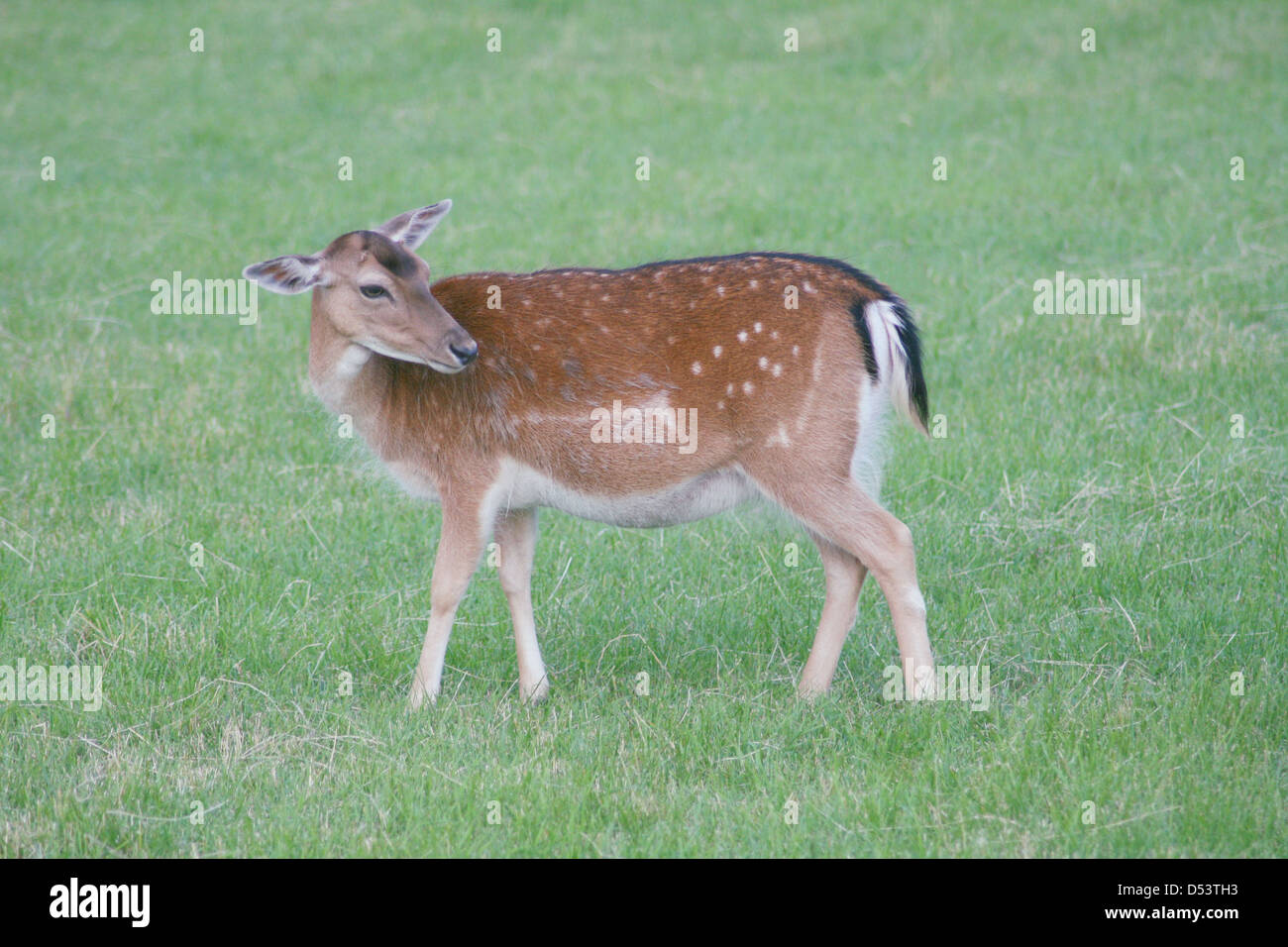 a fallow deer Stock Photo - Alamy