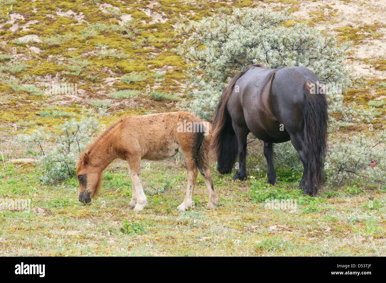 Shetland pony shetland island hi-res stock photography and images - Alamy