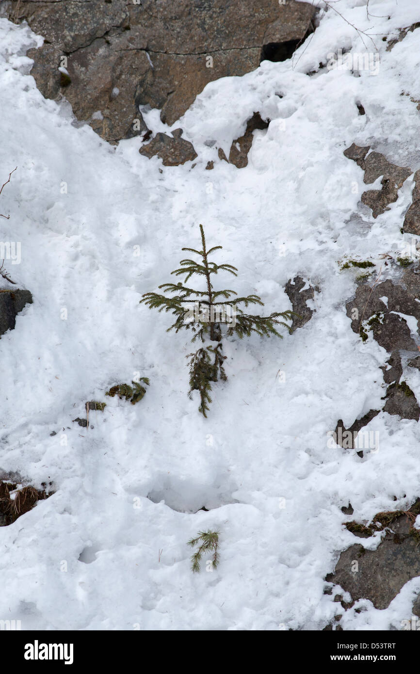 Tree trunk covered in ice hi-res stock photography and images - Alamy