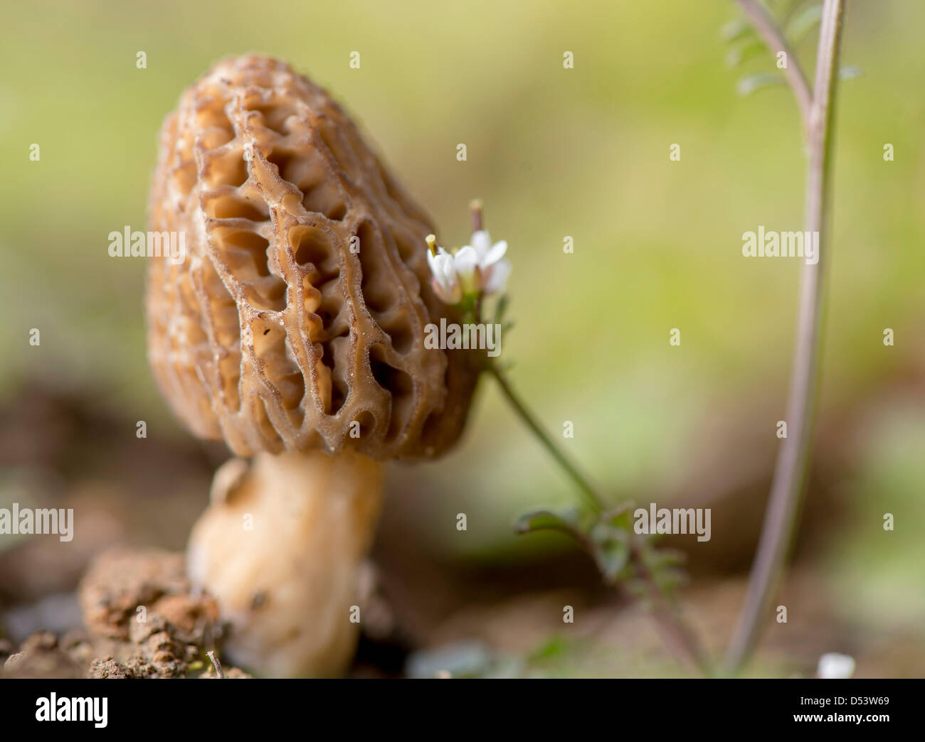 Dryland fish hi-res stock photography and images - Alamy