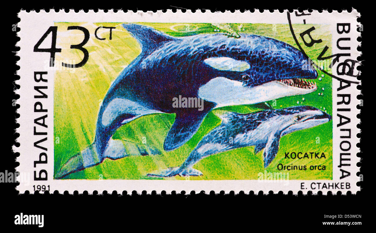 Postage stamp from Bulgaria depicting killer whales (Orcinus orca Stock ...