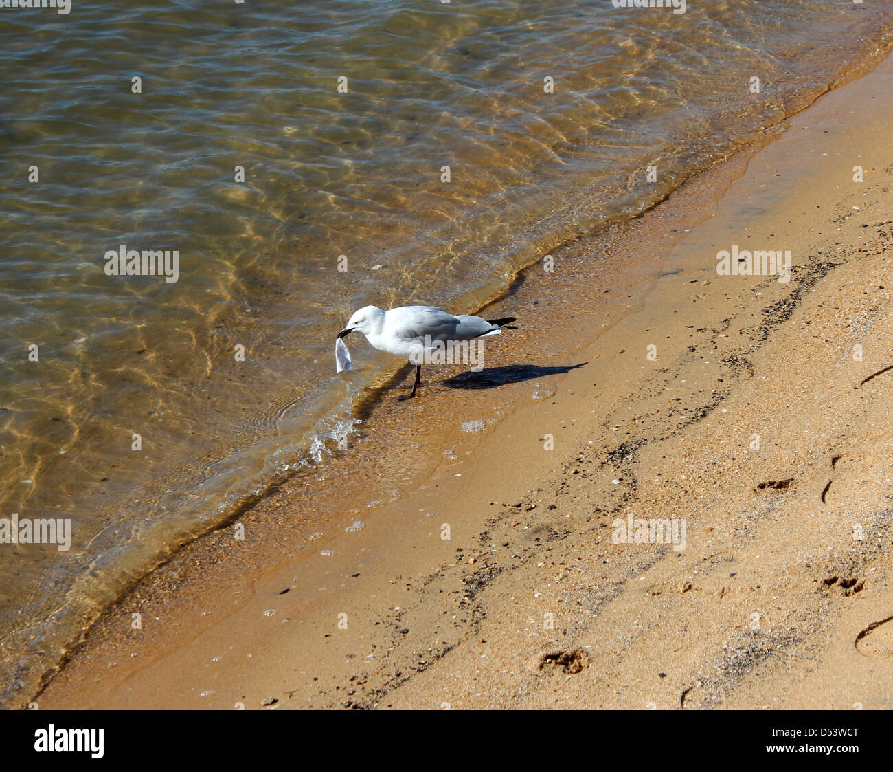A white seagull holds a piece of wet newspaper in its beak after a swim ...