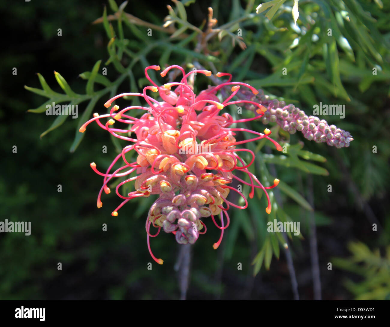 Decorative blooms of the Australian grevillea cultivar Robyn Gordon is ...