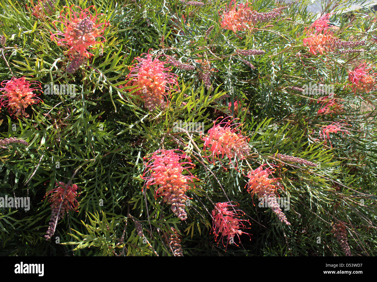 Decorative blooms of the Australian grevillea cultivar Robyn Gordon is ...