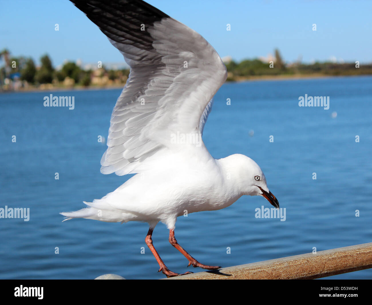 A white seagull standing on a metal fence by the Leschenault estuary in ...