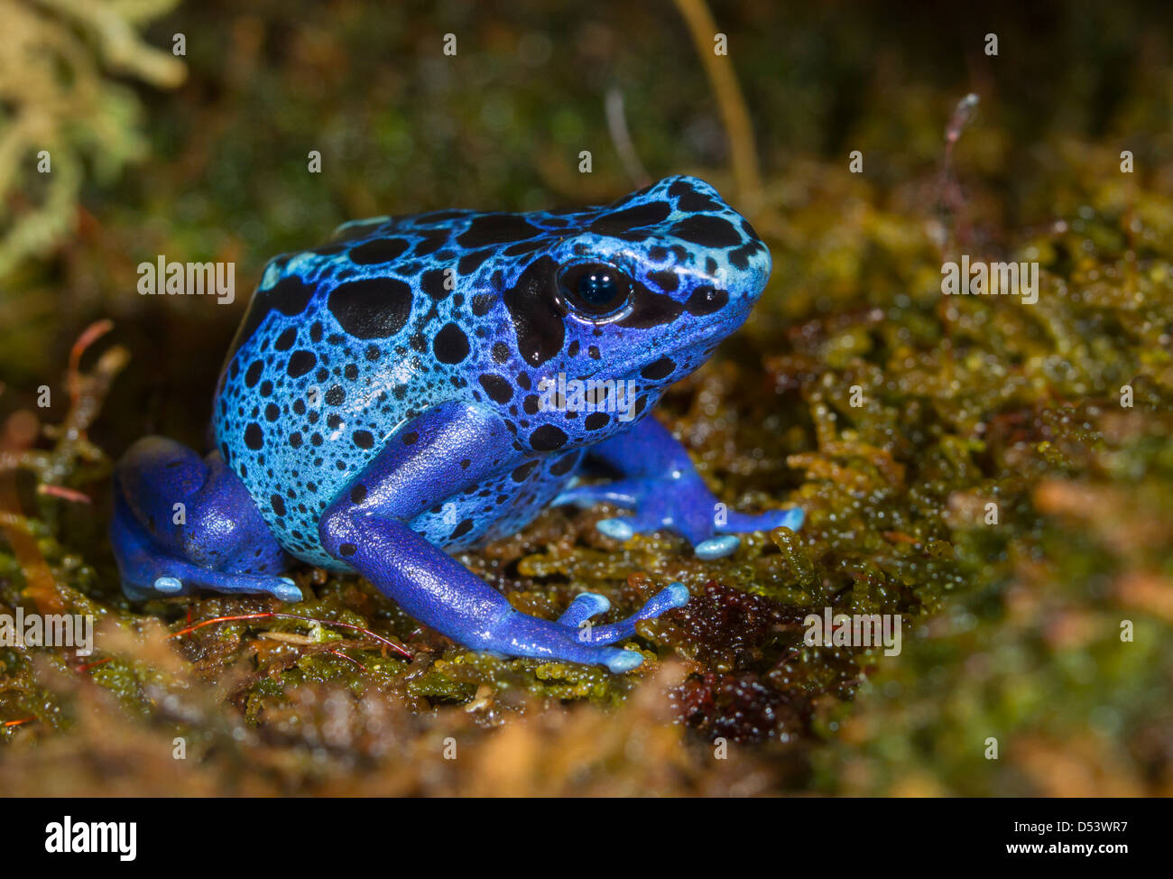 Dyeing poison dart frog (Dendrobates tinctorius Stock Photo - Alamy