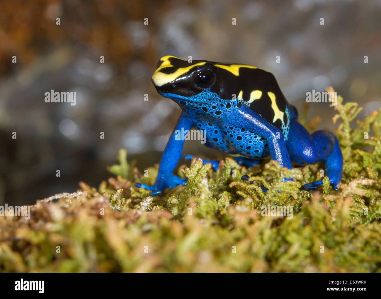 Dendrobates tinctorius hi-res stock photography and images - Alamy