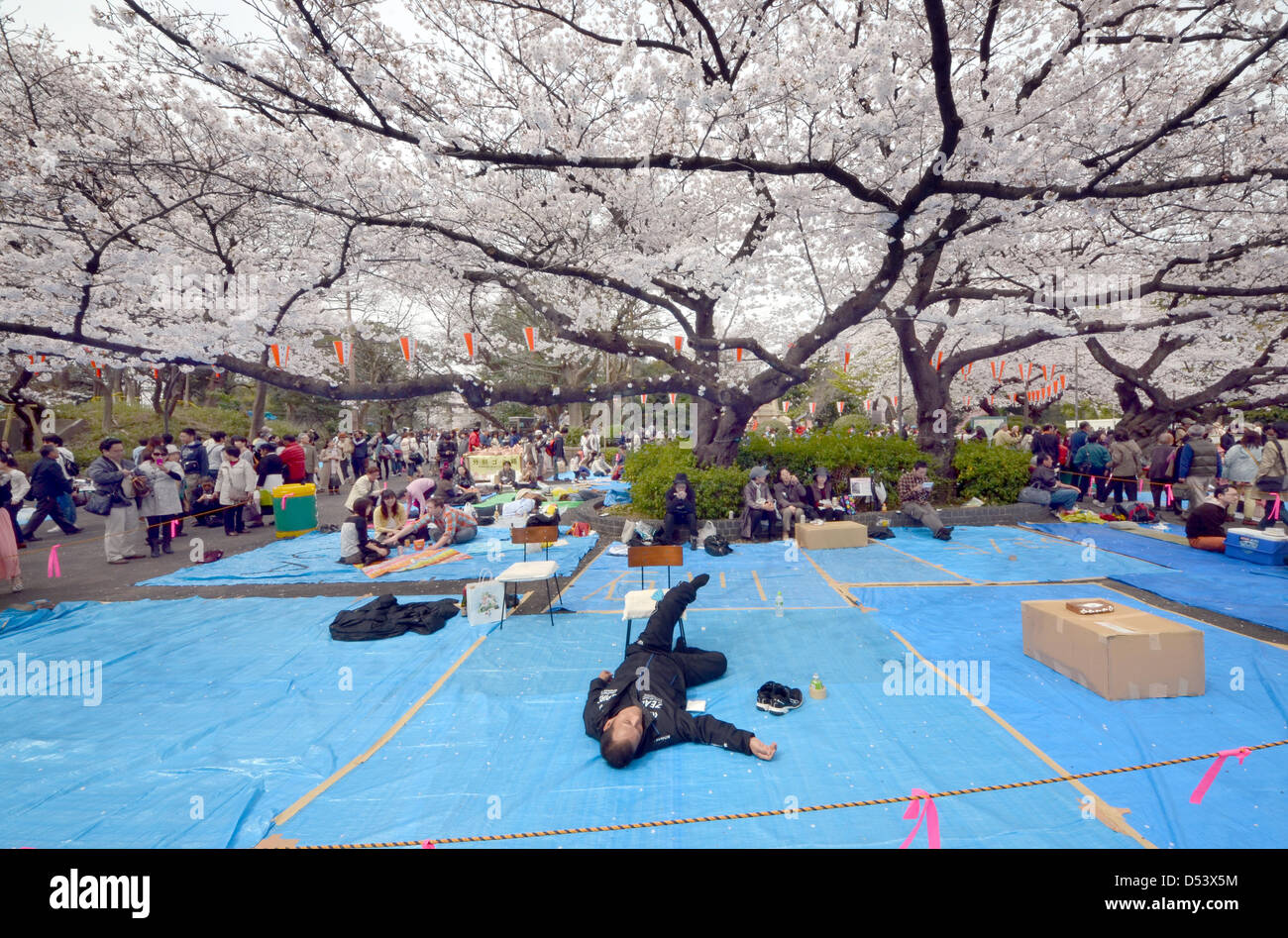 Tokyo, Japan . 23rd March, 2013. Blue tarps are spread under the fully ...