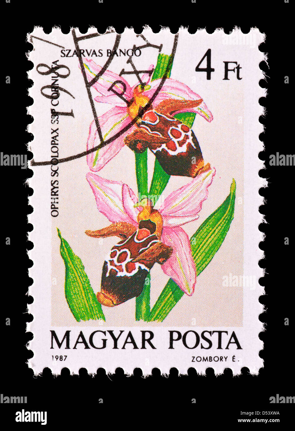 Postage stamp from Hungary depicting a Woodcock Bee-orchid (Ophrys ...