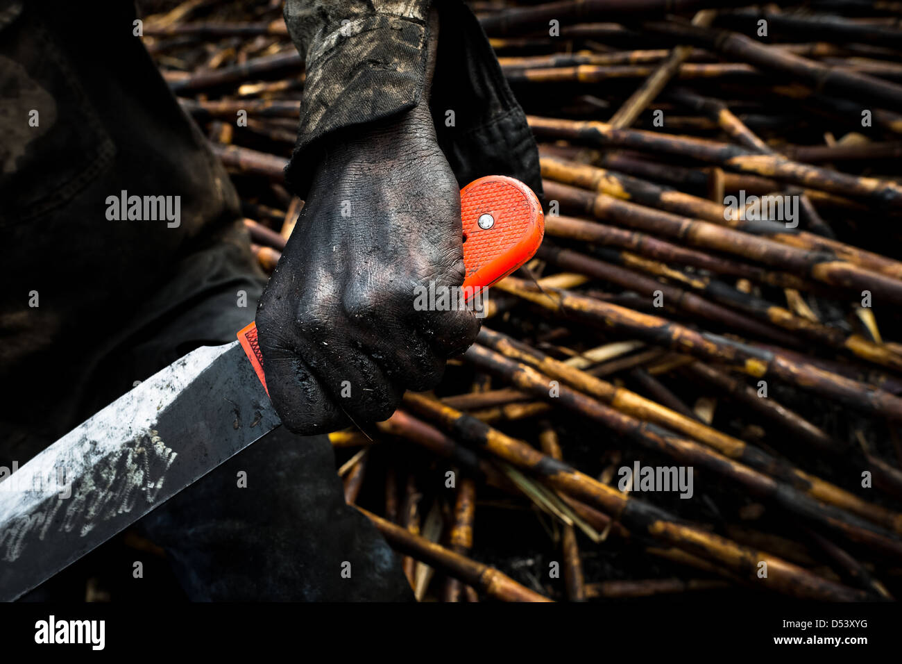 A sugar cane cutter holds his machete while working on a plantation ...
