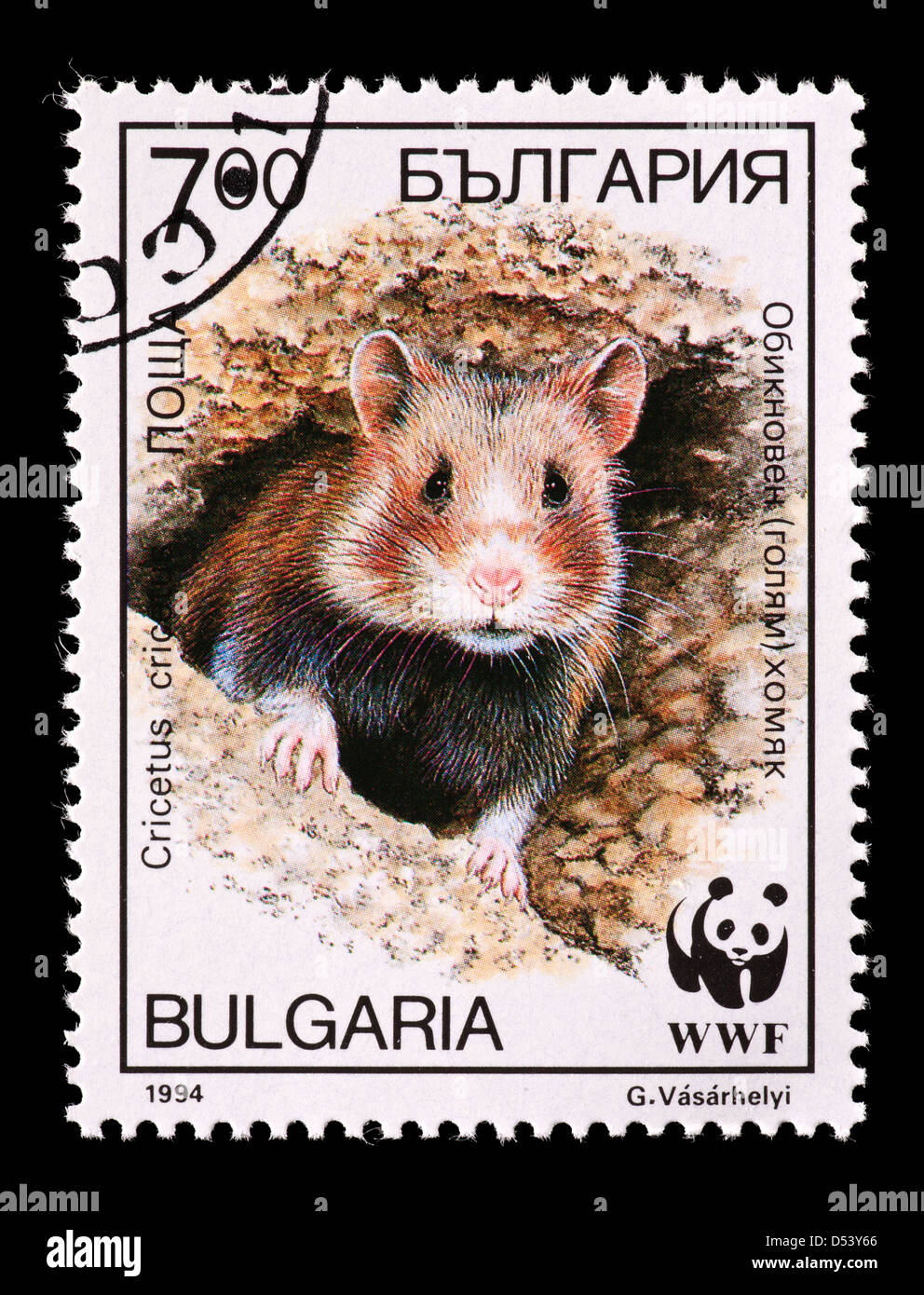 Postage stamp from Bulgaria depicting a European hamster (Cricetus ...