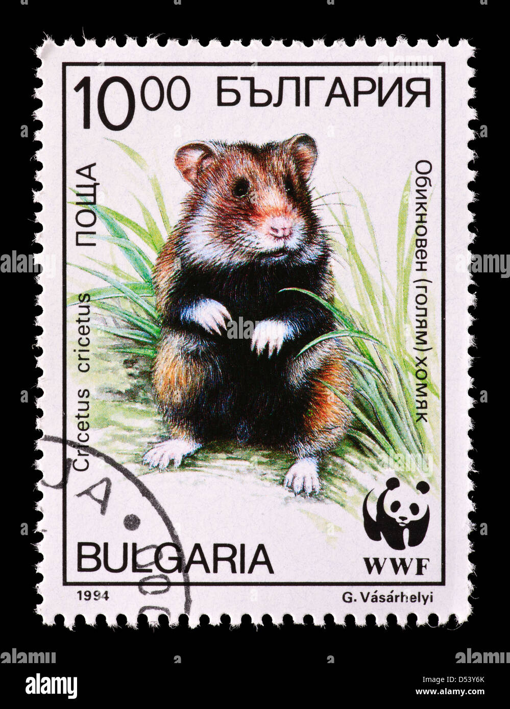 Postage stamp from Bulgaria depicting a European hamster (Cricetus ...
