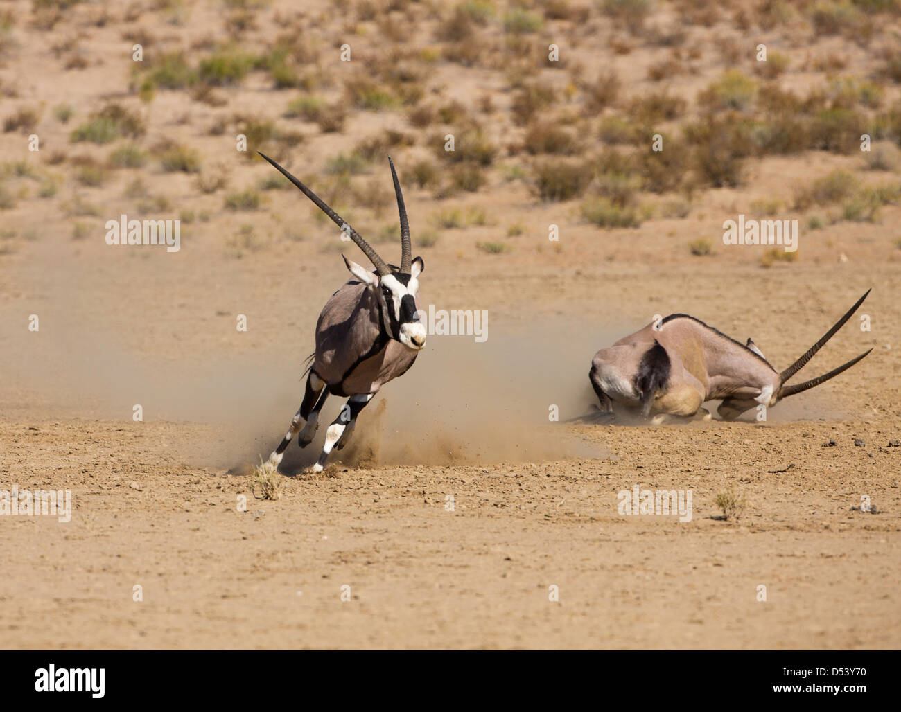 Gemsbok running hi-res stock photography and images - Alamy