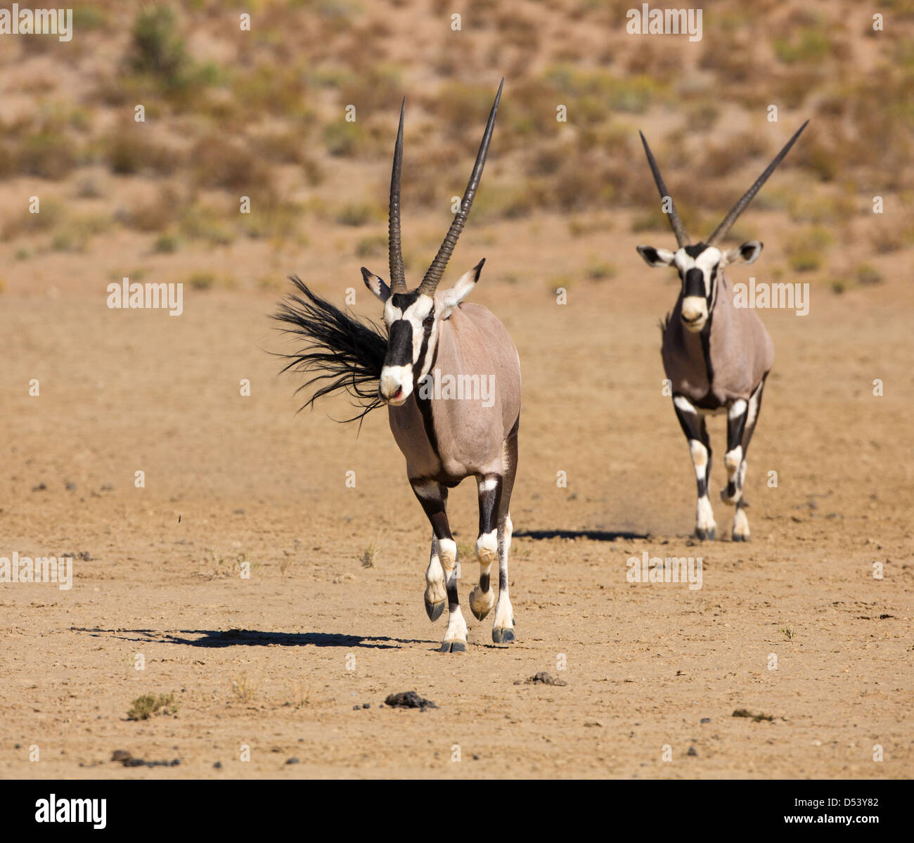 Gemsbok running desert hi-res stock photography and images - Alamy
