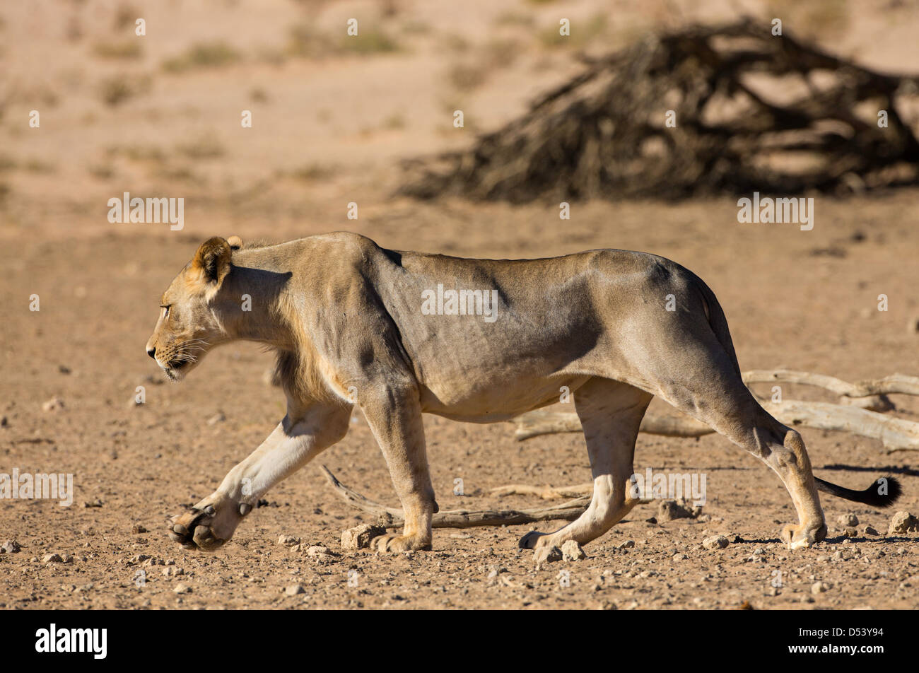 Lion young hi-res stock photography and images - Alamy