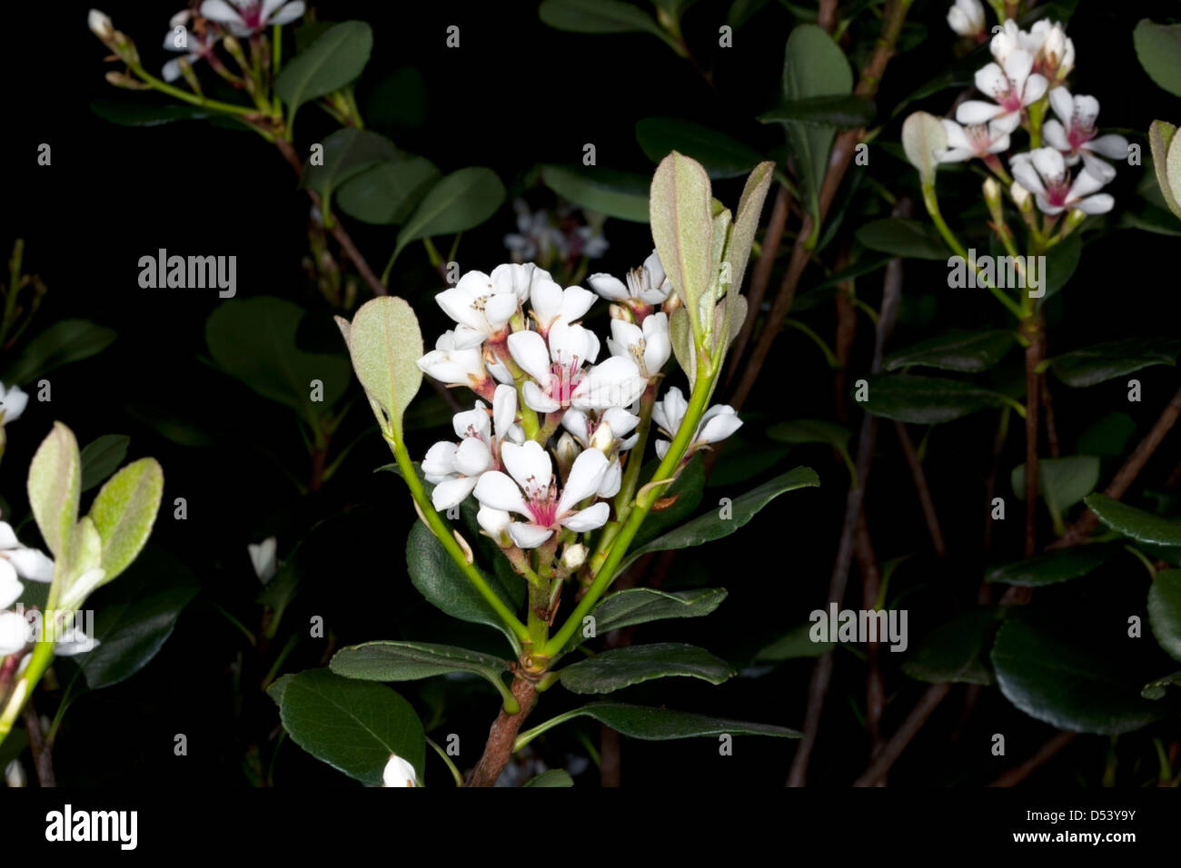 Yeddo/Yedda Hawthorn flowers - Rhaphiolepis umbellata- Family Rosaceae ...