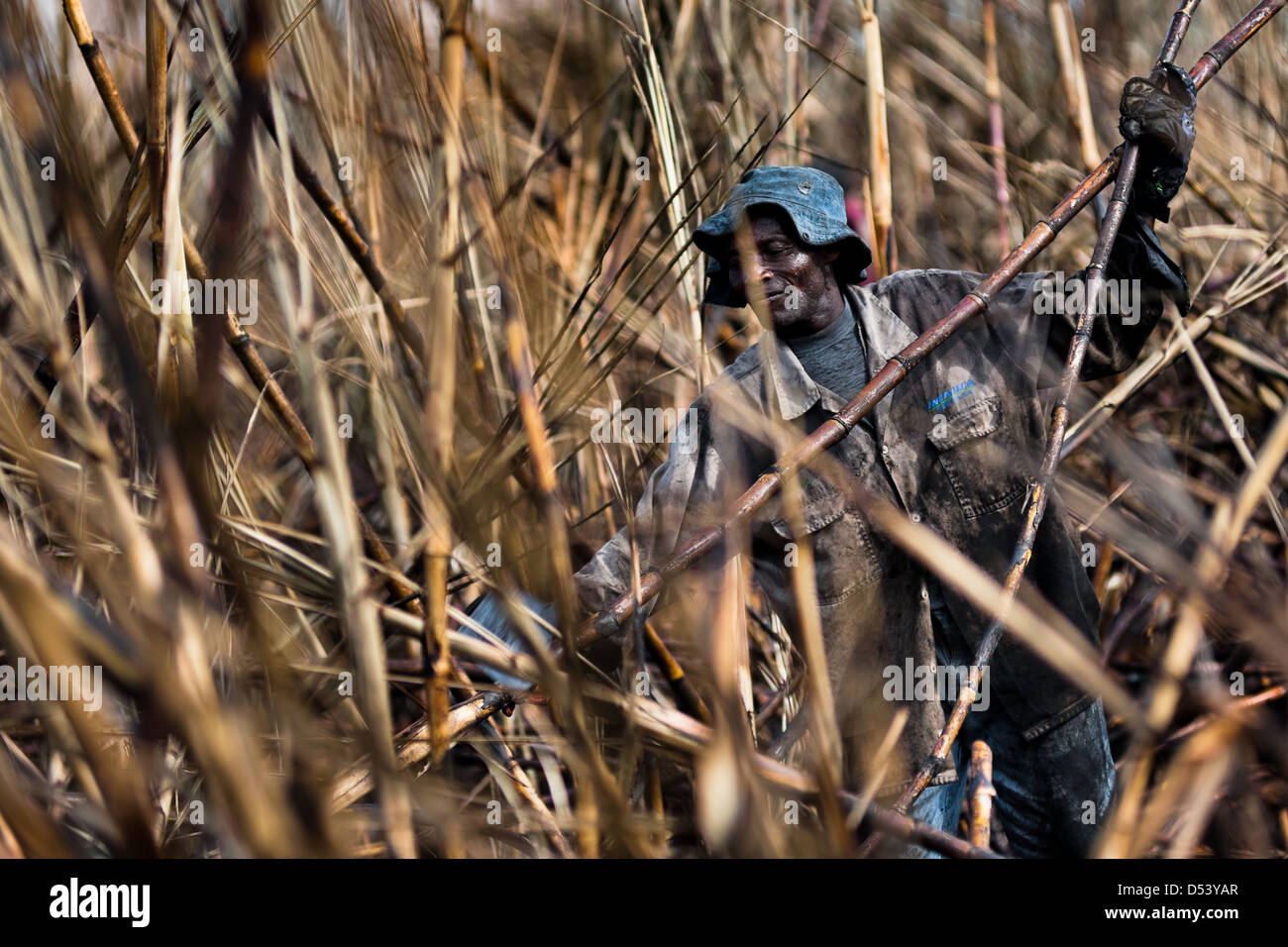 Sugar cane cutter hi-res stock photography and images - Alamy