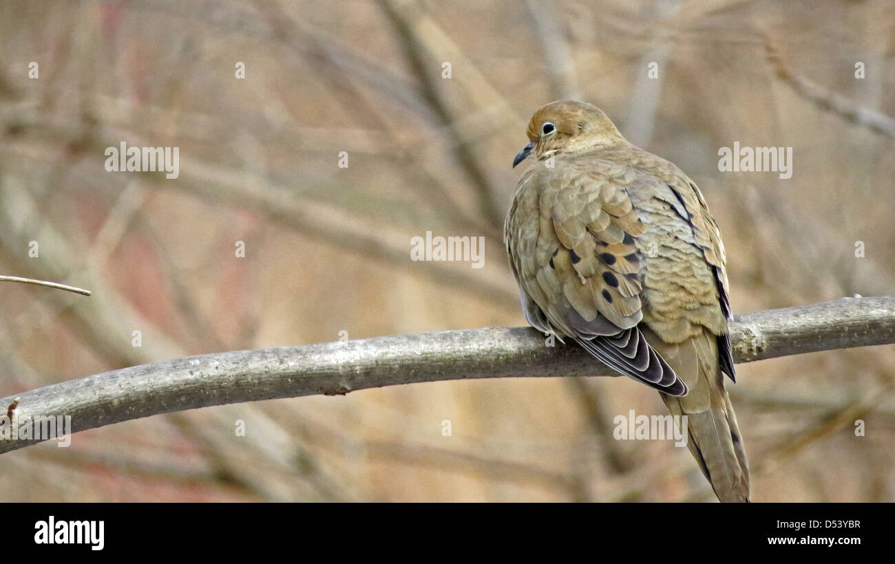 Mourning dove on branch hi-res stock photography and images - Alamy