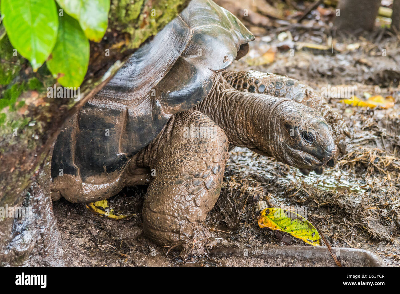 Seychelles fauna giant tortoise hi-res stock photography and images - Alamy
