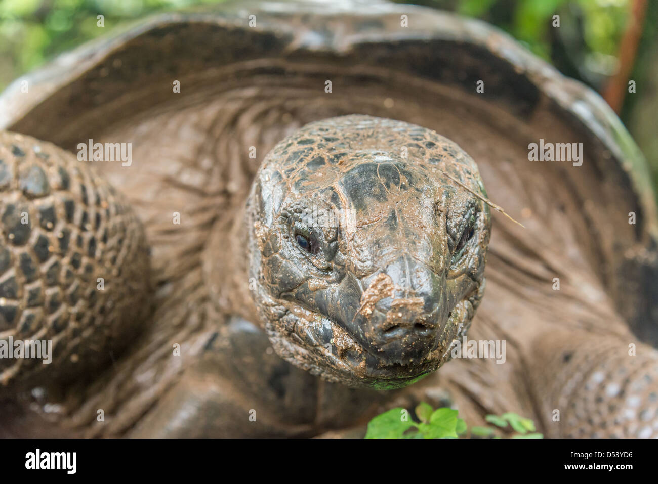 indigenous Giant Tortoise in Seychelles Stock Photo - Alamy