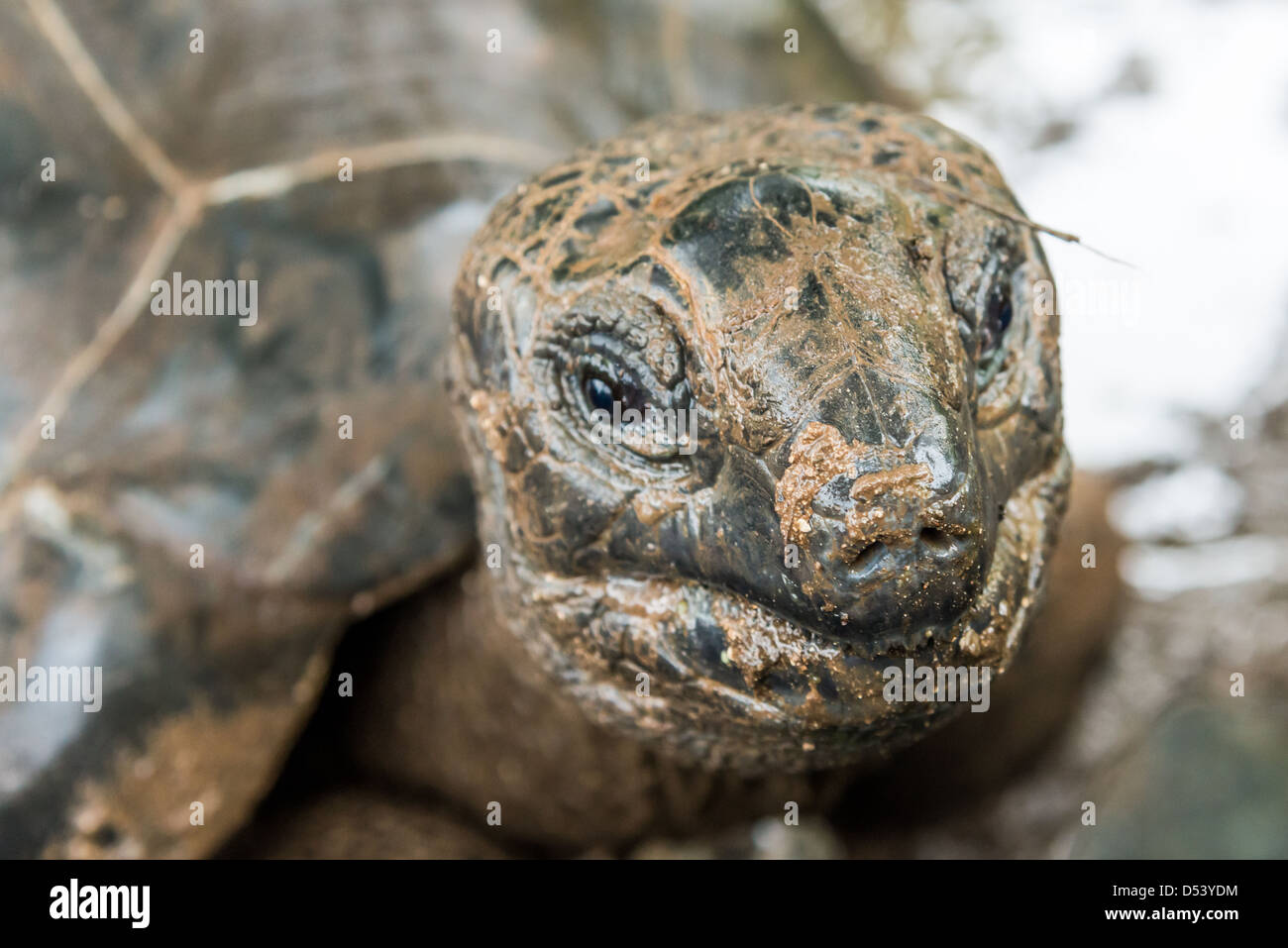 indigenous Giant Tortoise in Seychelles Stock Photo - Alamy