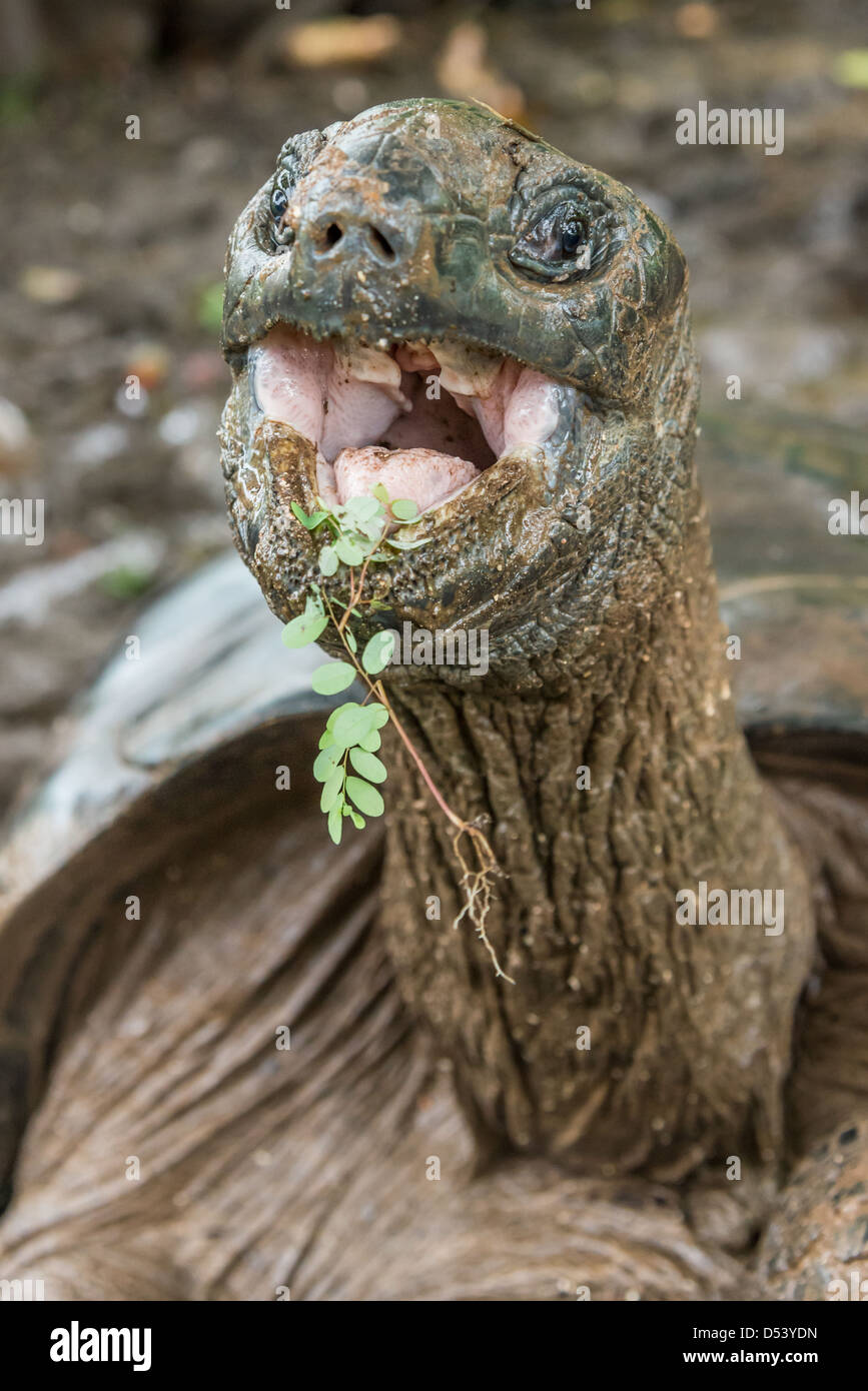 indigenous Giant Tortoise in Seychelles Stock Photo - Alamy