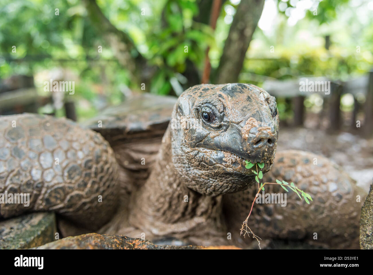 Seychelles fauna giant tortoise hi-res stock photography and images - Alamy