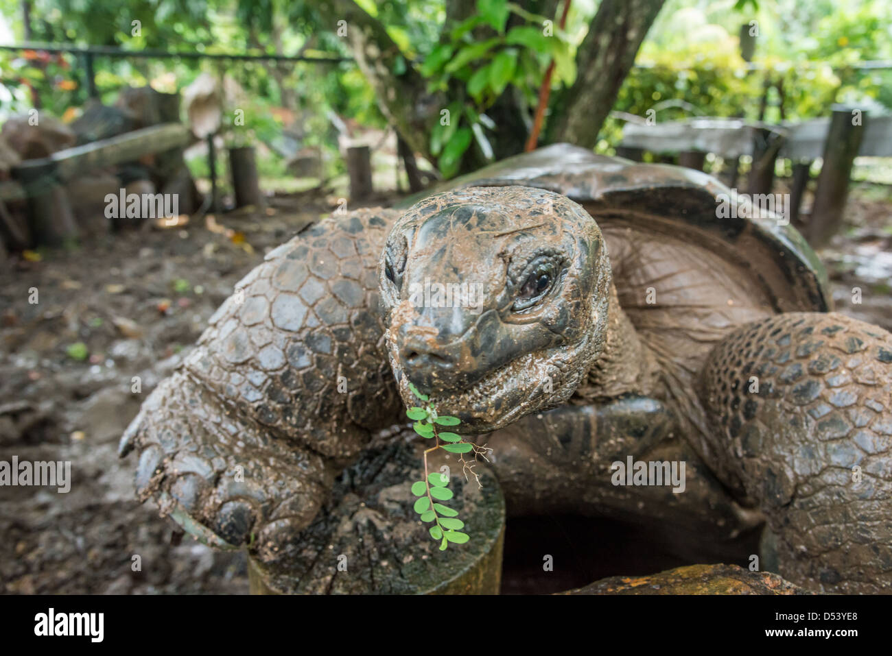 indigenous Giant Tortoise in Seychelles Stock Photo - Alamy