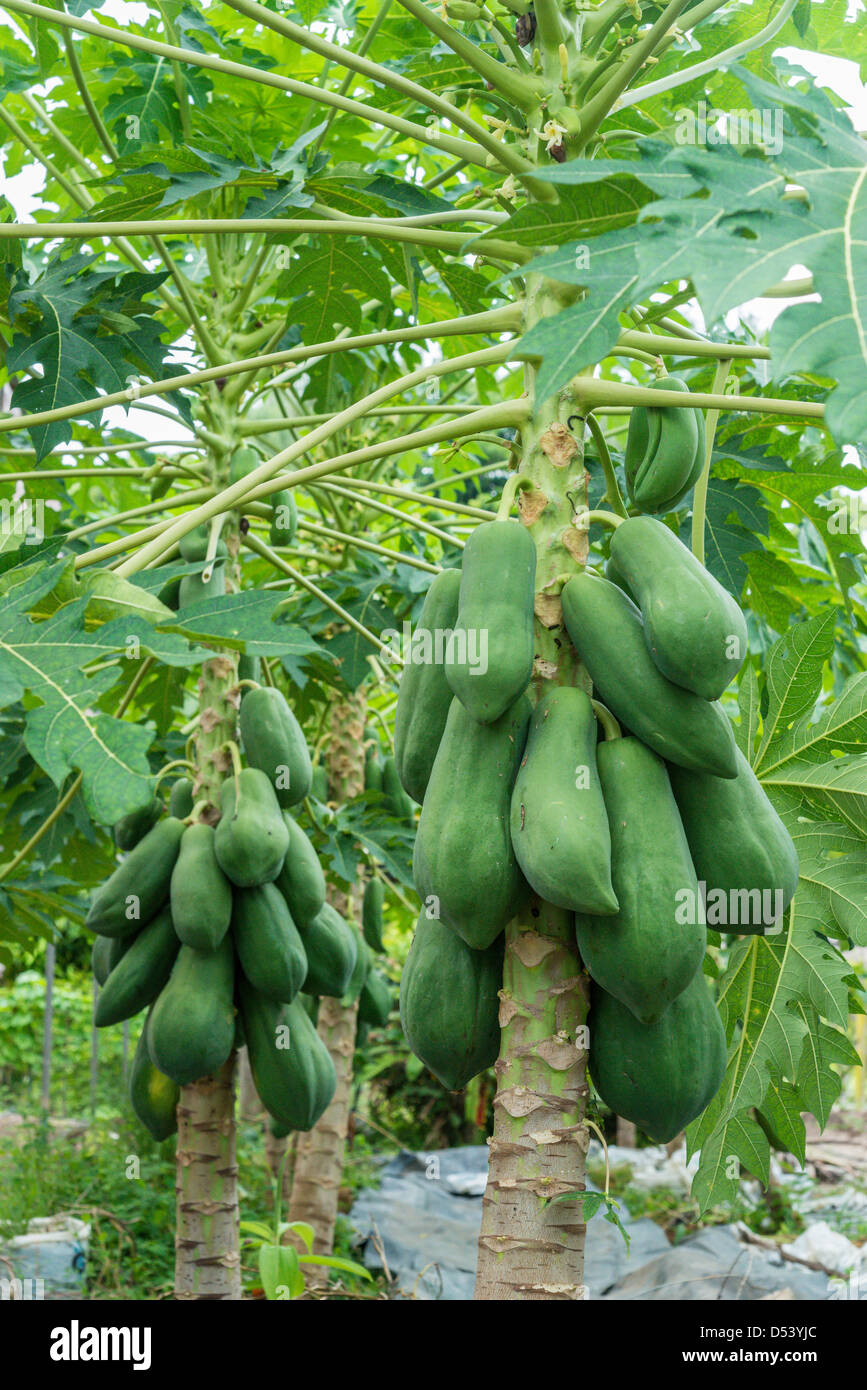 Fruit tree plantation hi-res stock photography and images - Alamy