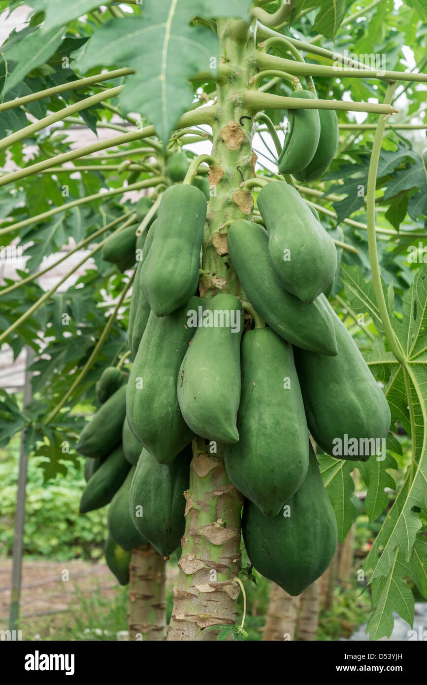 close up of papaya tree Stock Photo - Alamy