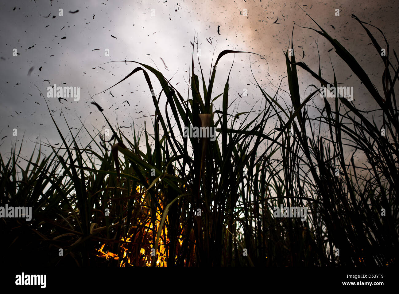 A burning sugar cane field, causing air pollution, seen near Florida ...