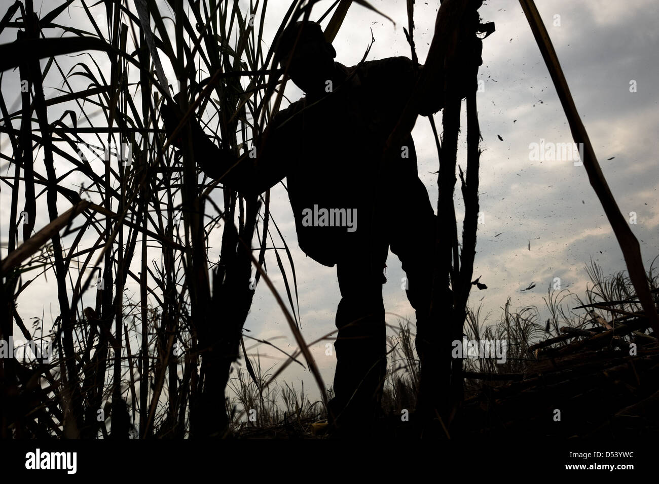 Sugar cane cutter hi-res stock photography and images - Alamy