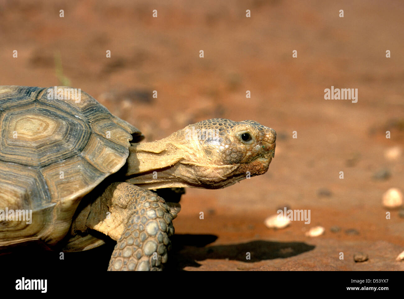 Mojave desert tortoise gopherus hi-res stock photography and images - Alamy