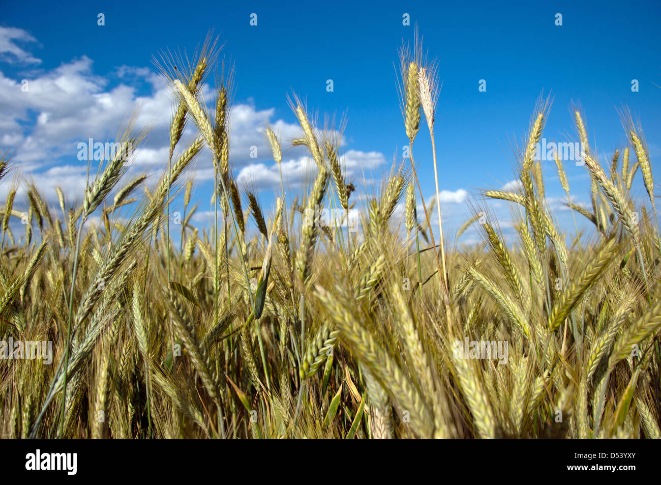 Photo of fully grown grain Stock Photo - Alamy