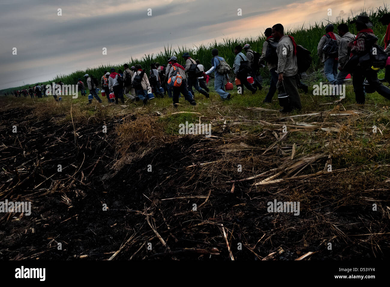 Sugar cane cutters walk along a harvested field near Florida, Valle del ...