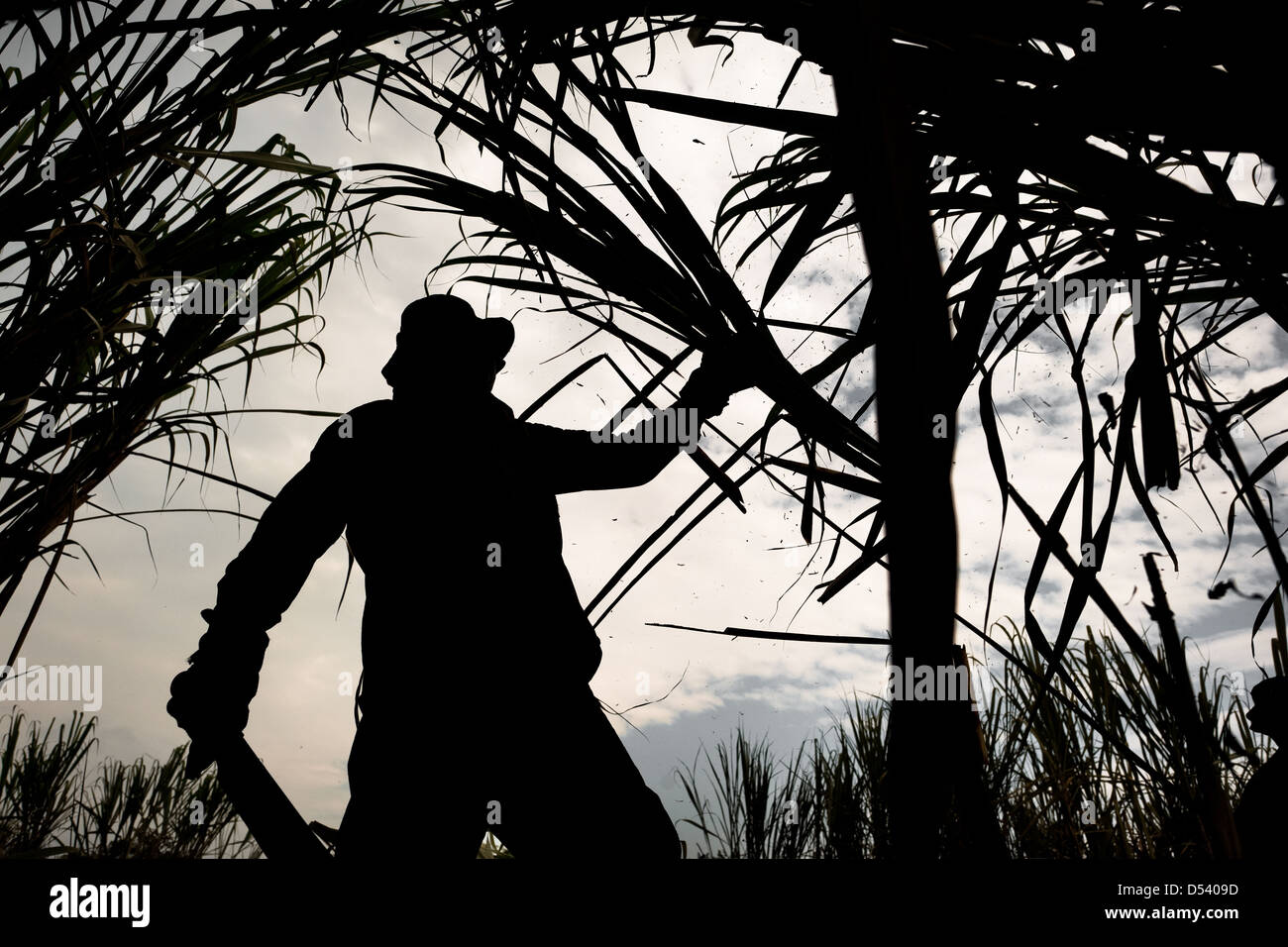 Sugar cane cutter hi-res stock photography and images - Alamy
