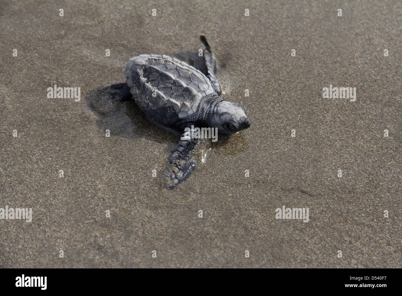 Sea turtle on beach, Morgan's Rock Hacienda & Ecolodge, Nicaragua Stock ...