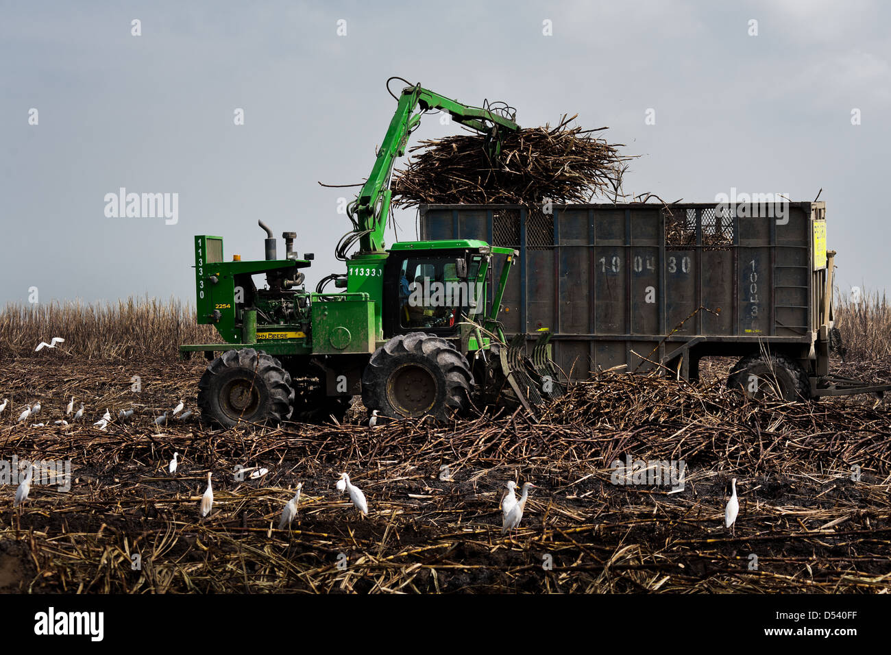 A harvester loads sugar cane into a trailer in a field near Florida ...