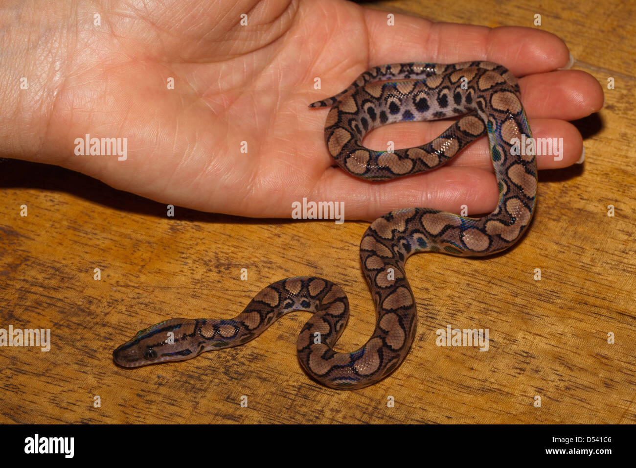 RAINBOW BOA Epicrates cenchia. Juvenile Stock Photo - Alamy