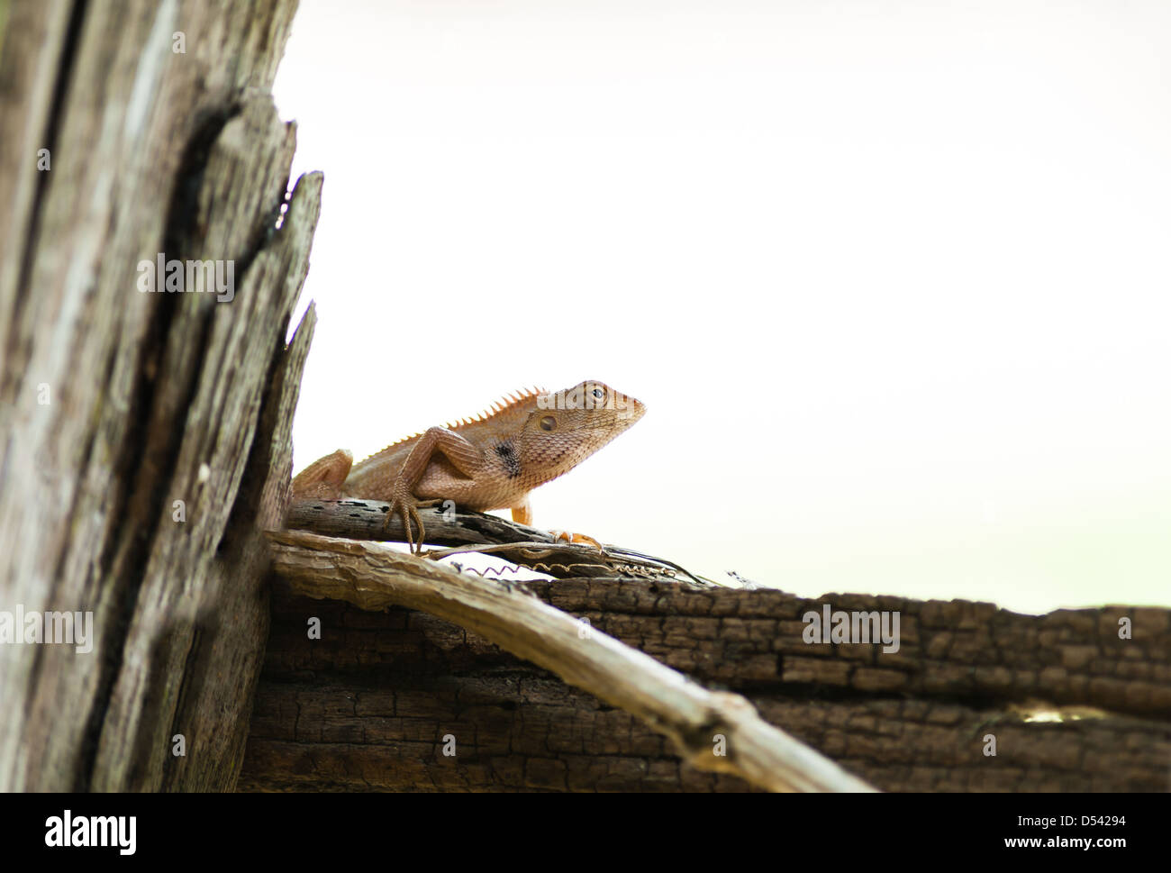 lizard hanging on wood in white background Stock Photo - Alamy
