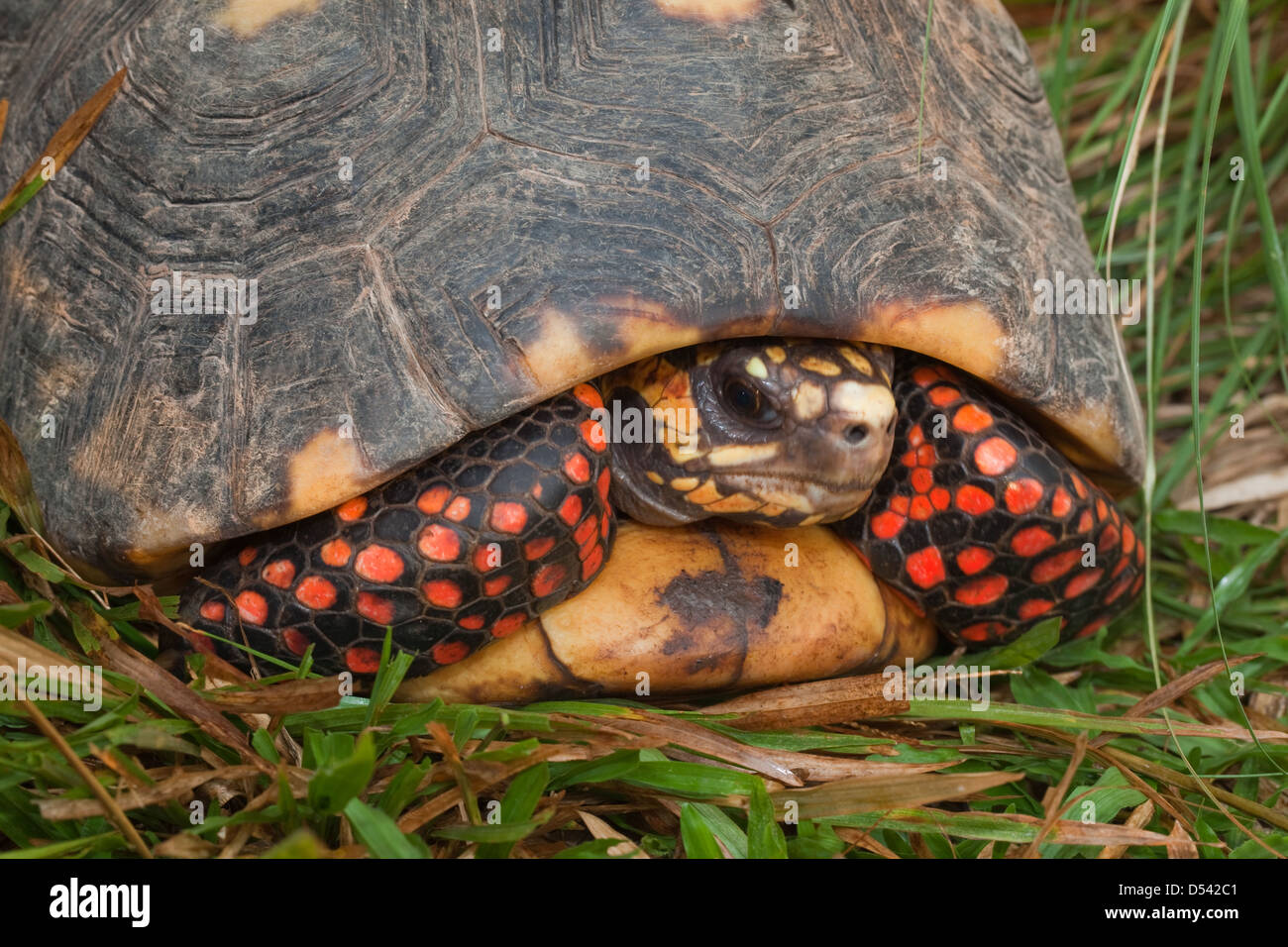 Red-footed Tortoise Chelonoides (Geochelone) carbonaria. Adult. Native ...