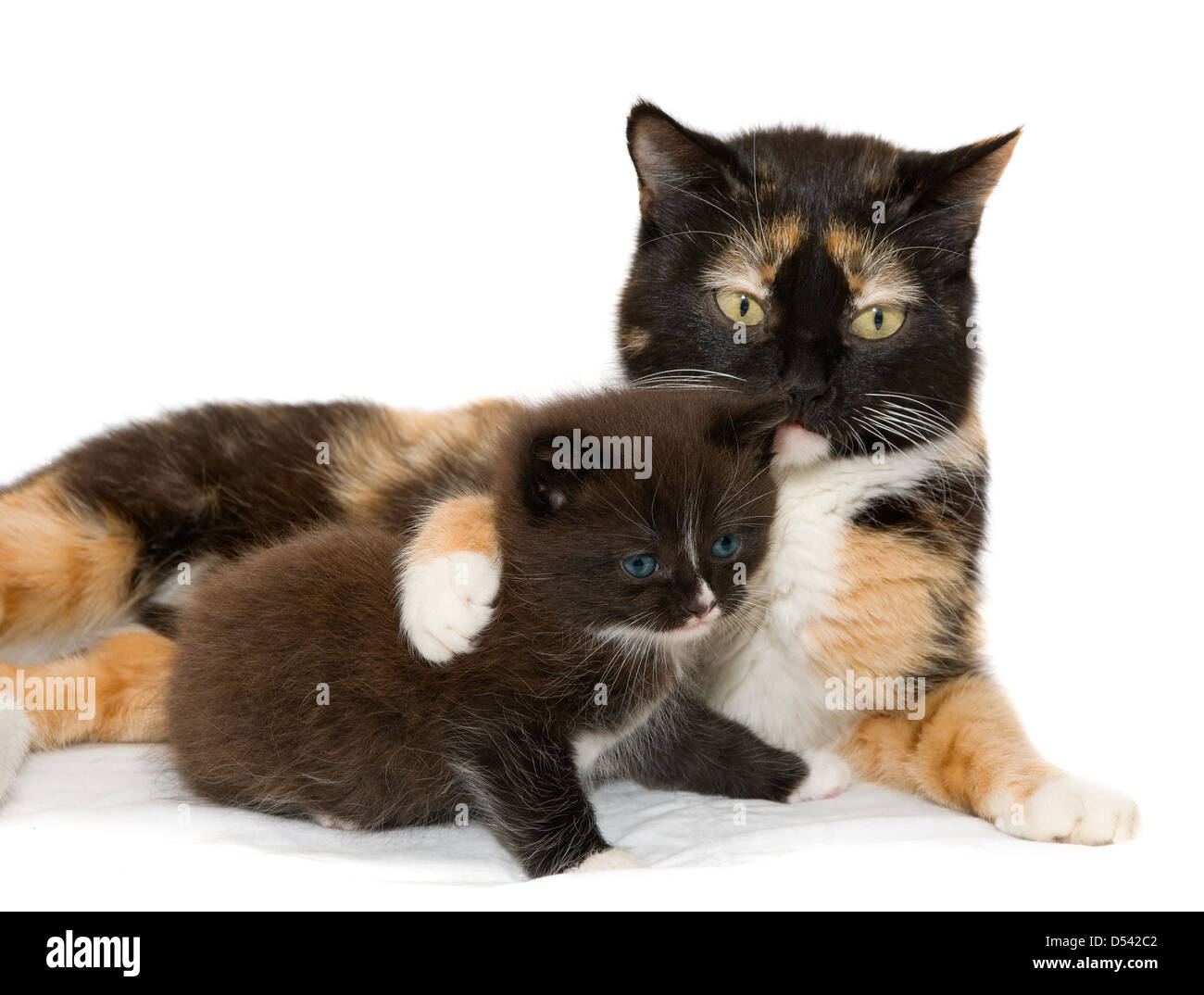 Cat with a kitten on the white background Stock Photo - Alamy