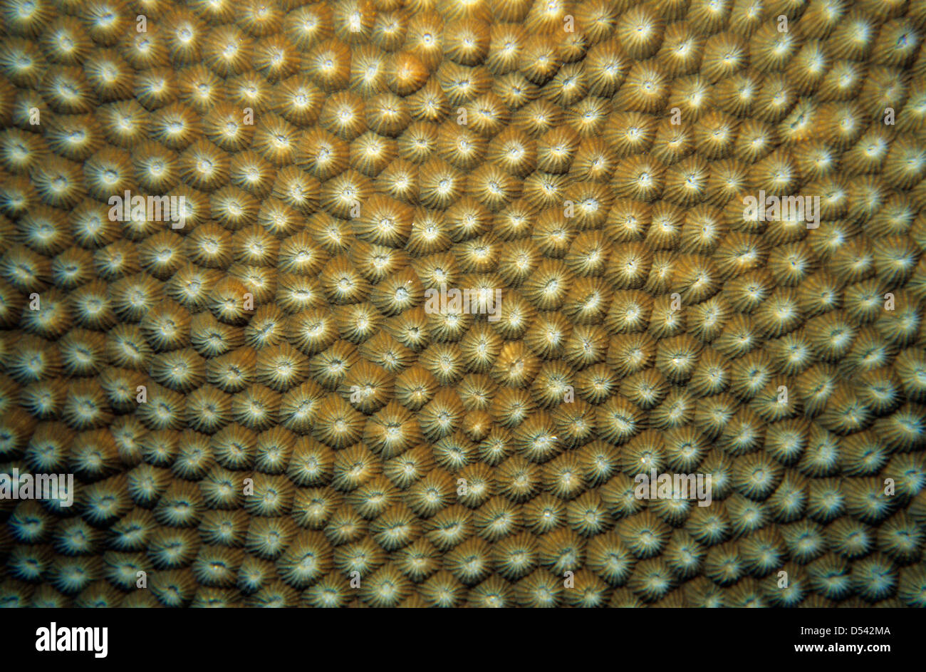 Gulf States, Saudi Arabia, underwater, corals, close up, red sea ...