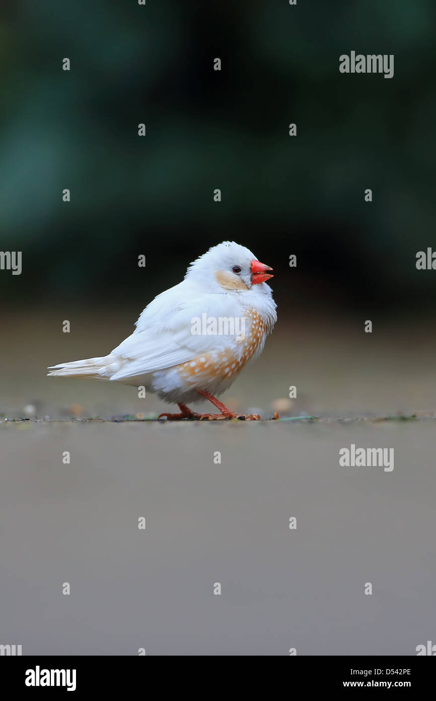 Albino finch hi-res stock photography and images - Alamy