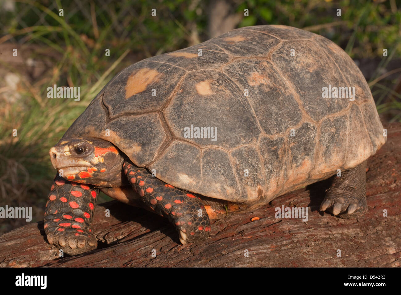 Red Foot Tortoise Full Grown