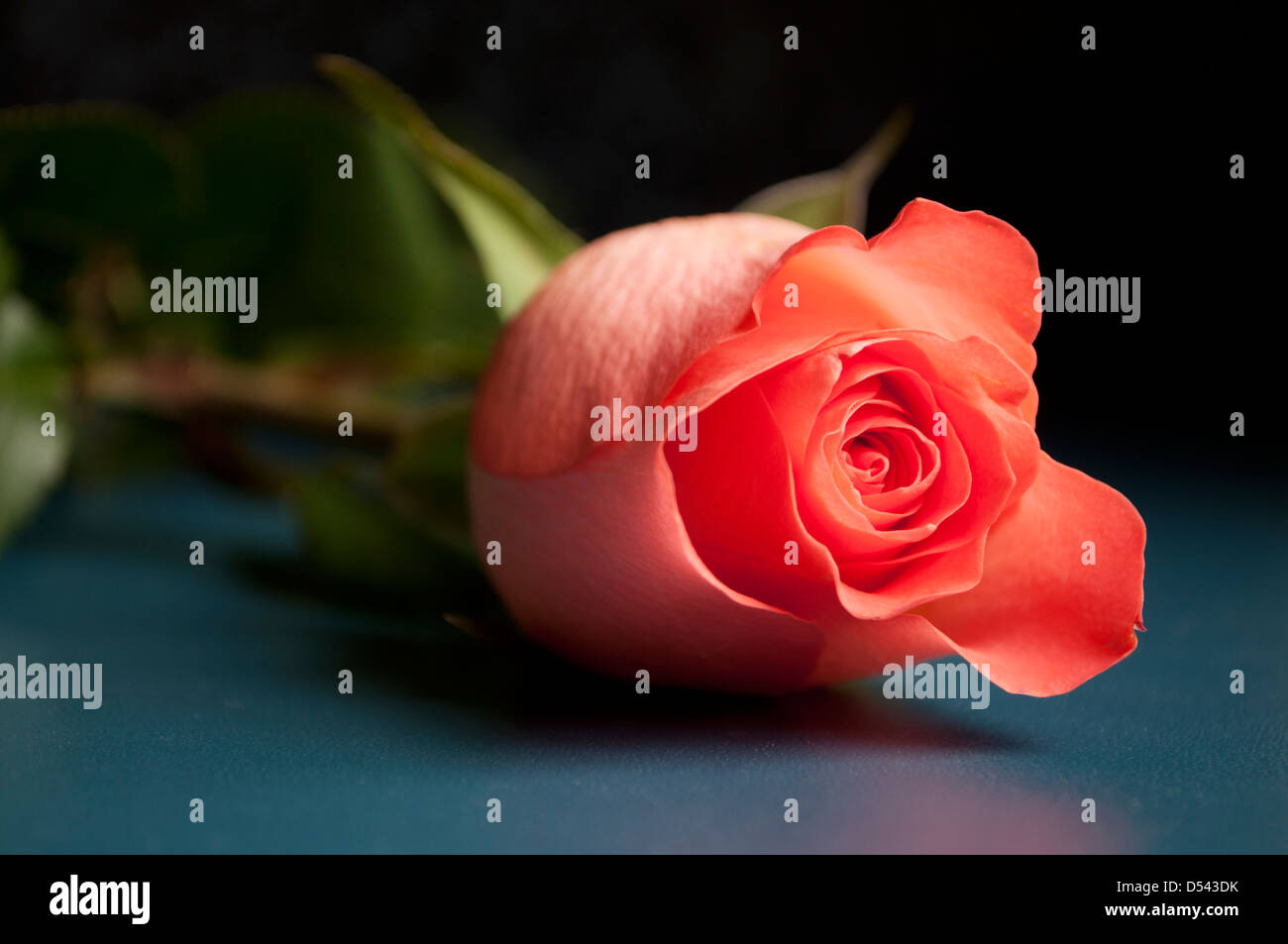 Simple rose hi-res stock photography and images - Alamy