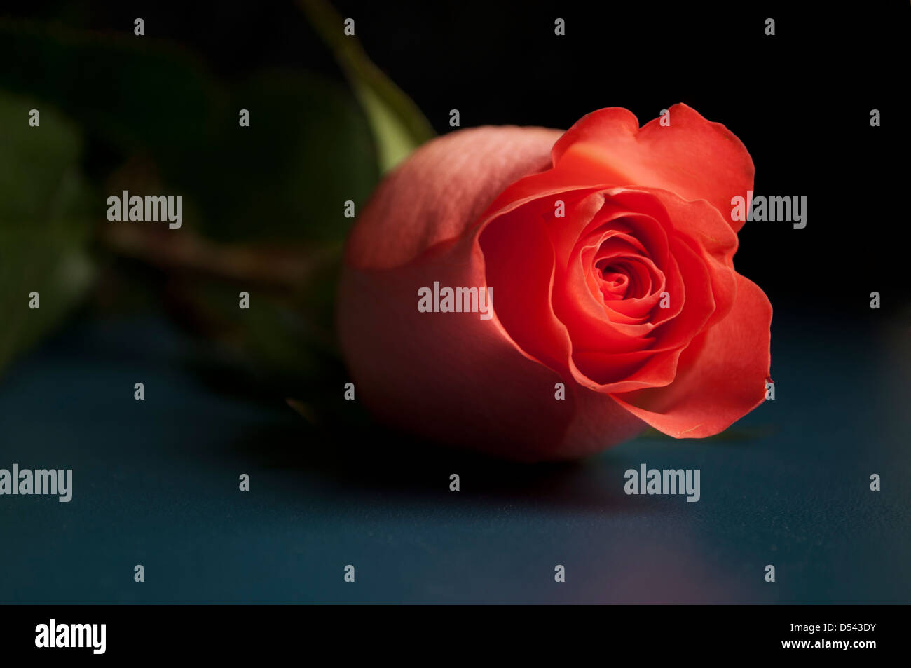 Simple rose hi-res stock photography and images - Alamy