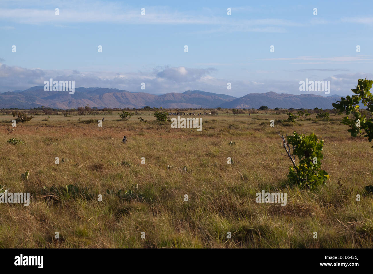 Cattle ranching on the Savanna Grasslands, North Rupununi. Early ...