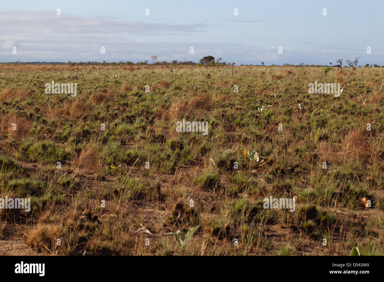 Scrub and grassland hi-res stock photography and images - Alamy